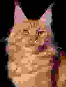 Maine Coon Kittens For Sale - MaineCoon Pride | MaineCoon Pride