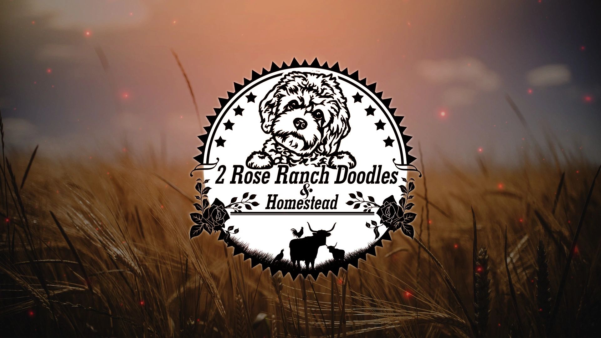 Find Your Perfect Doodle Puppy