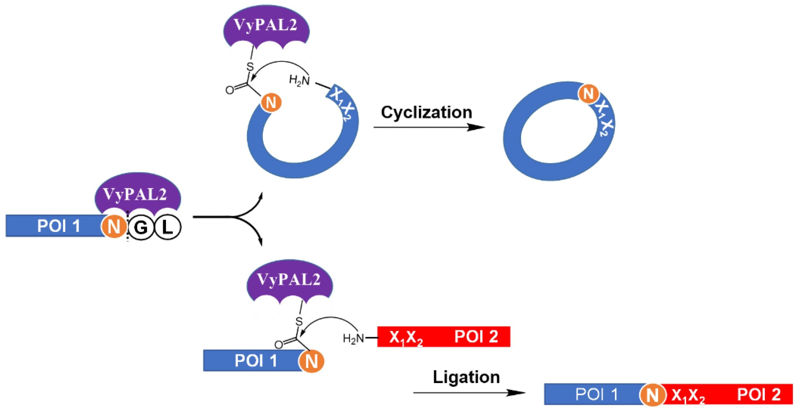 PALs are a versatile tool for precision protein modifications