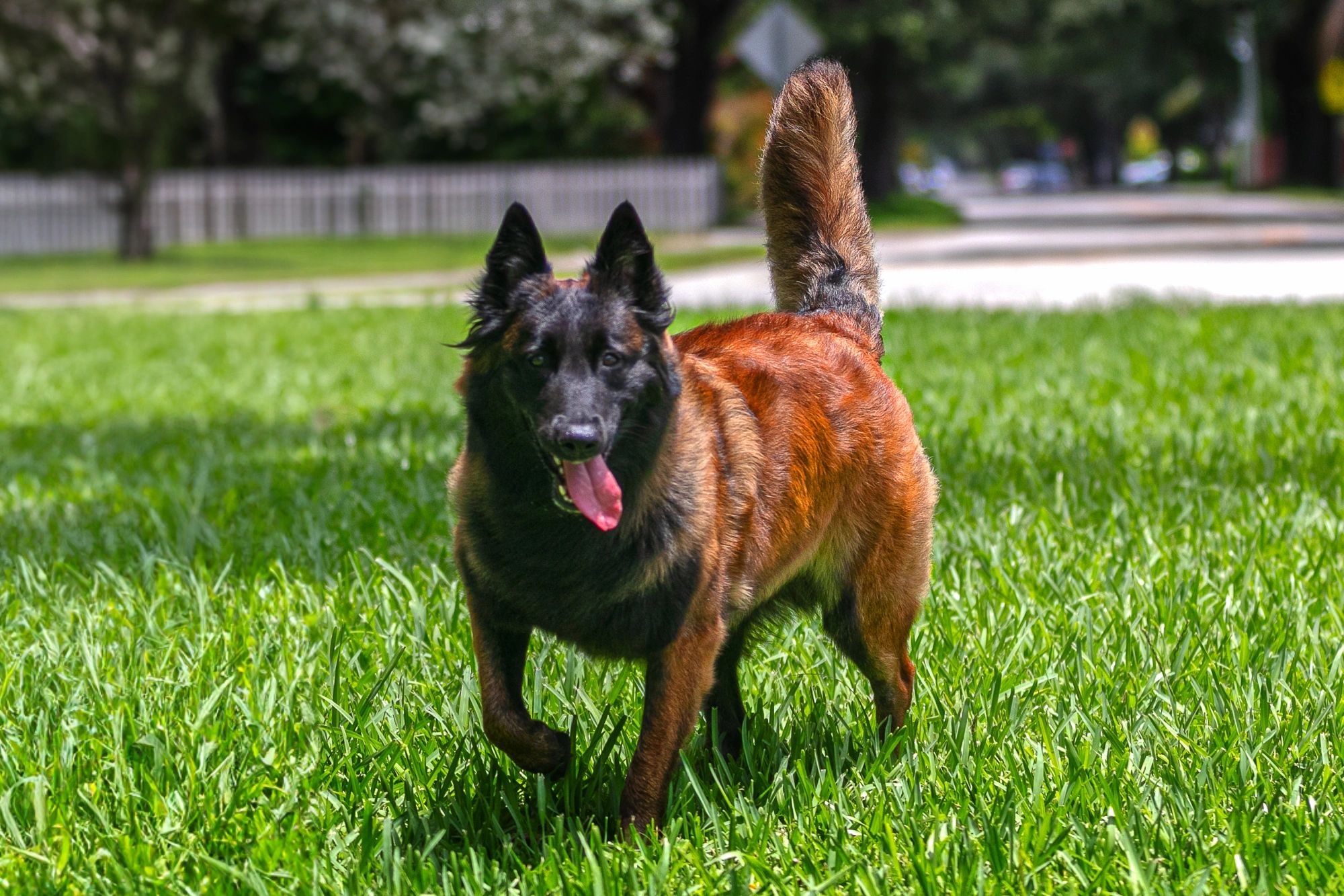 Home | Dog Training Experts at Truecanines