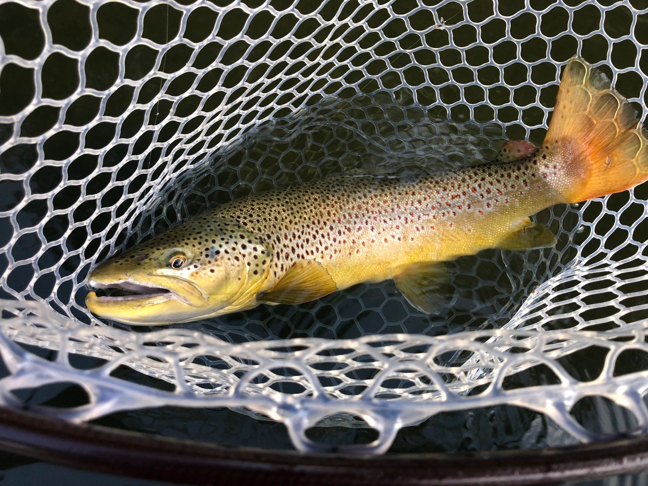 Kingfisher Fly Guides