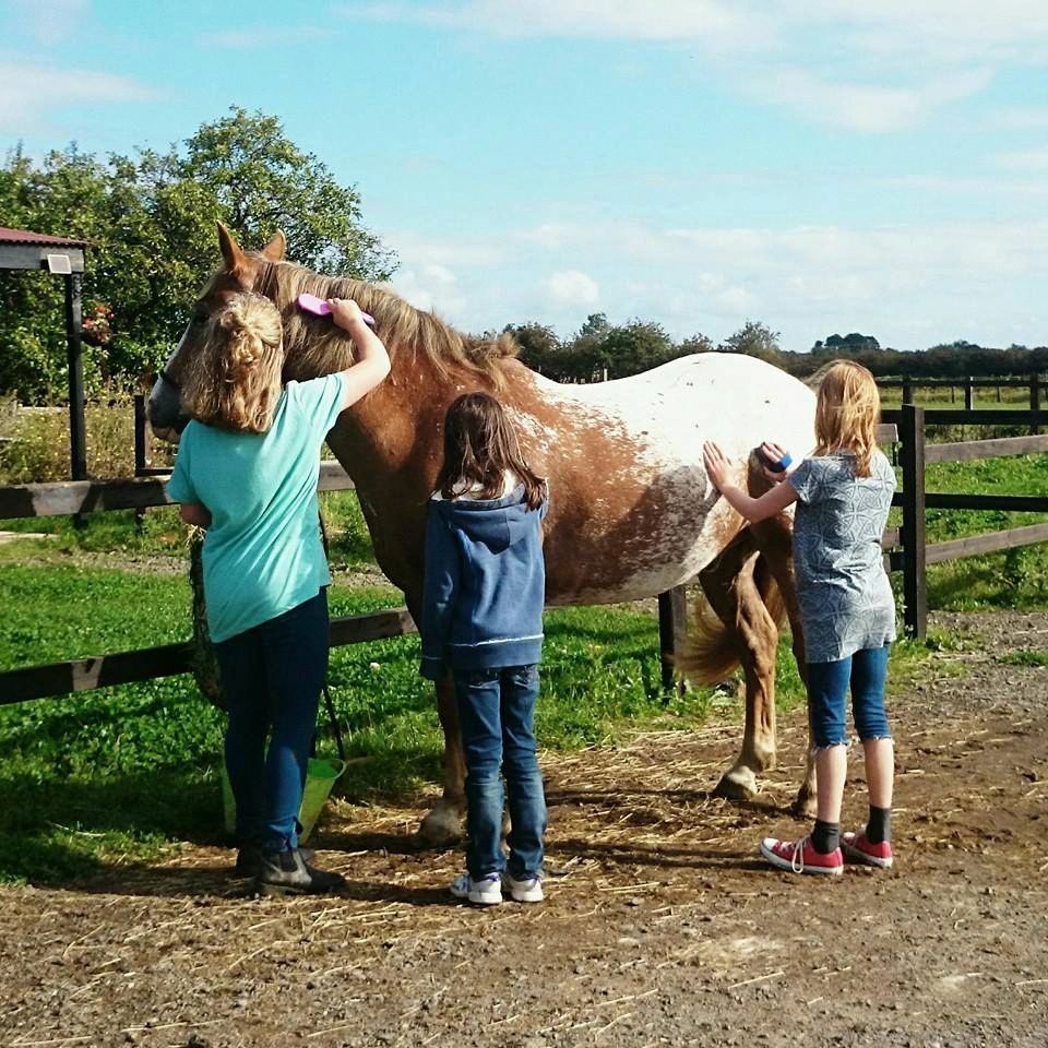 Cambridge Equine Assisted Learning Centre - Alternative Learning