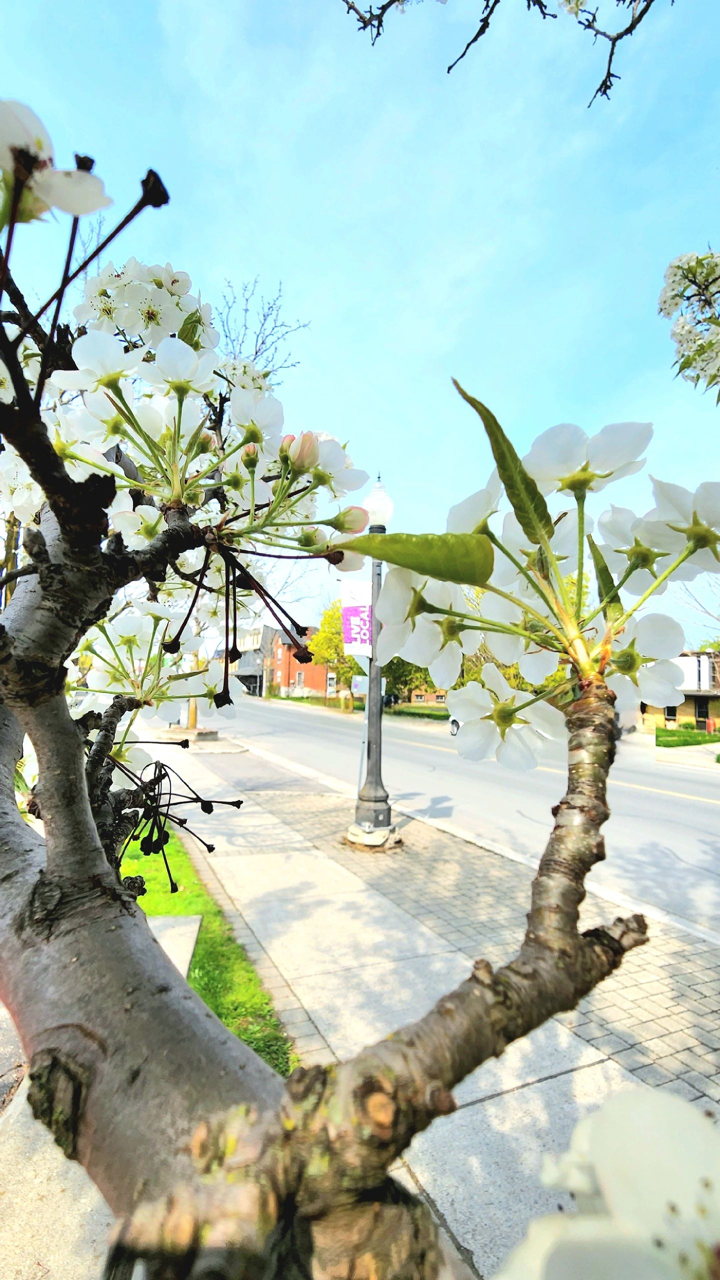 Neighbourhood - East City PTBO