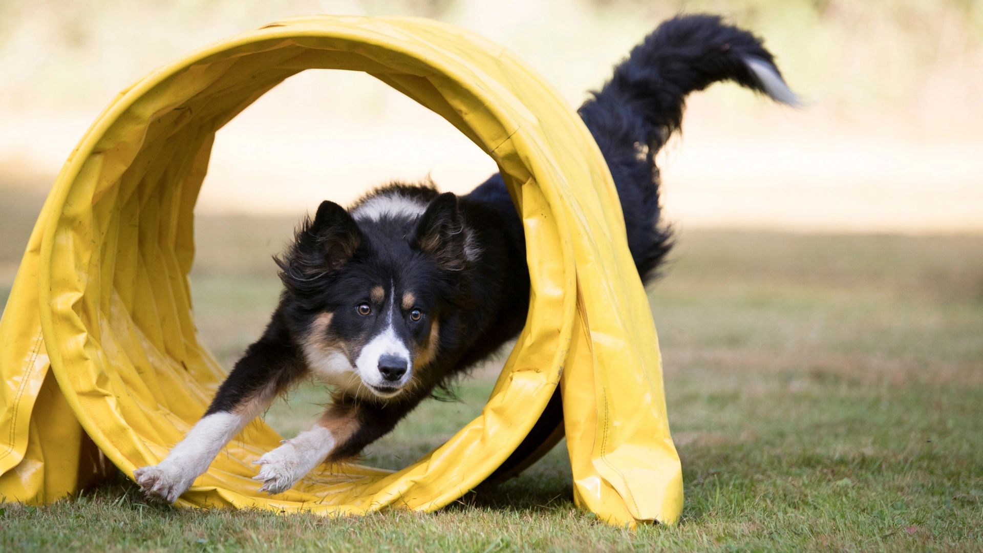 About | Fly Dog Sports