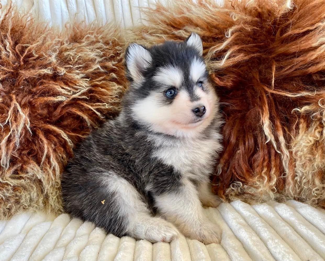 What Are Pomsky Puppies Like