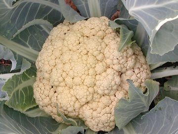 Plant Library Veggies A-O