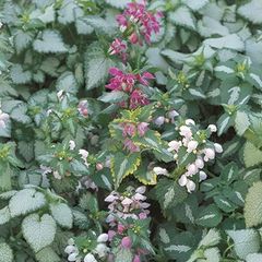 Plant Library L-R | Red Dirt Plants