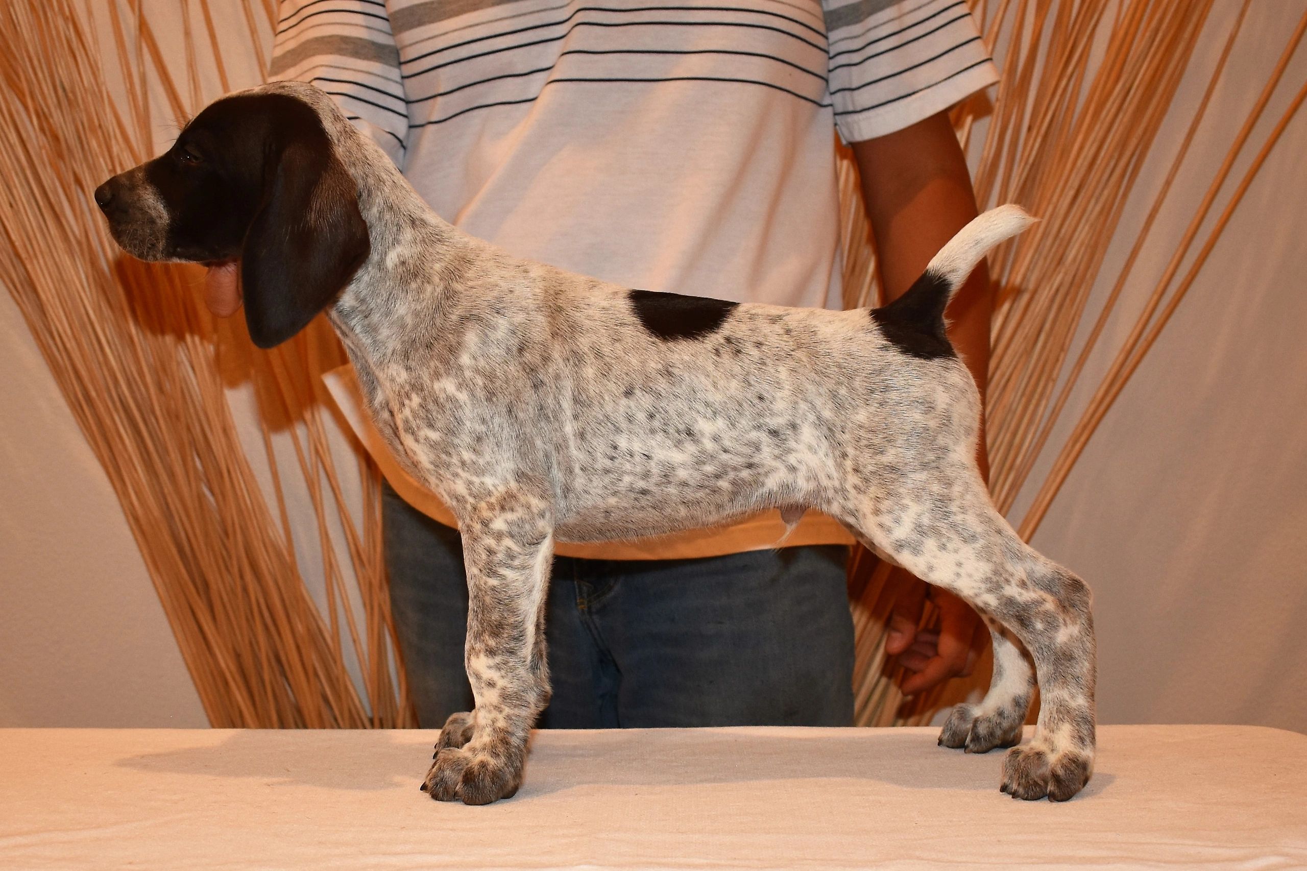 Do German Shorthaired Pointers Have Dew Claws
