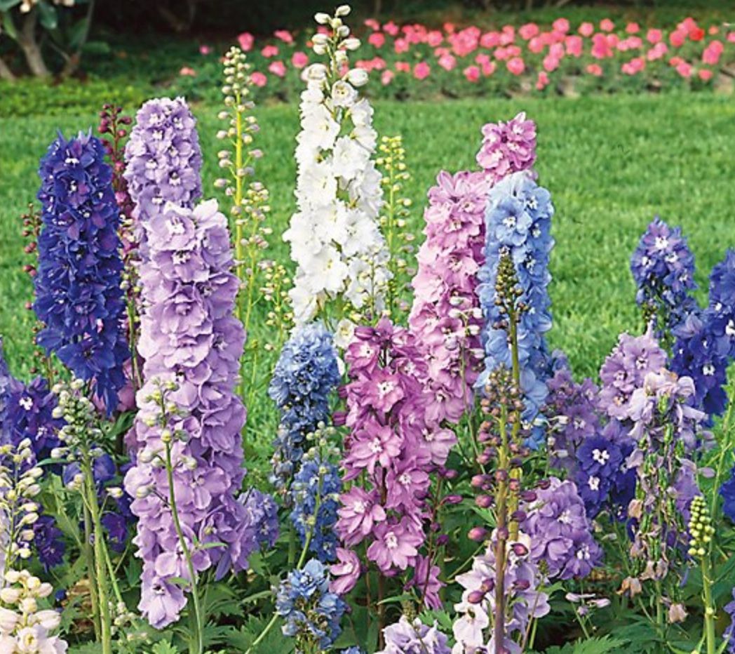 Delphinium - Pacific Giant Mix Candle Larkspur