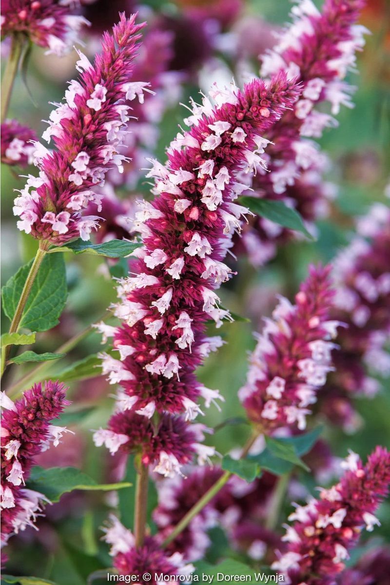 Agastache - Beelicious® Pink