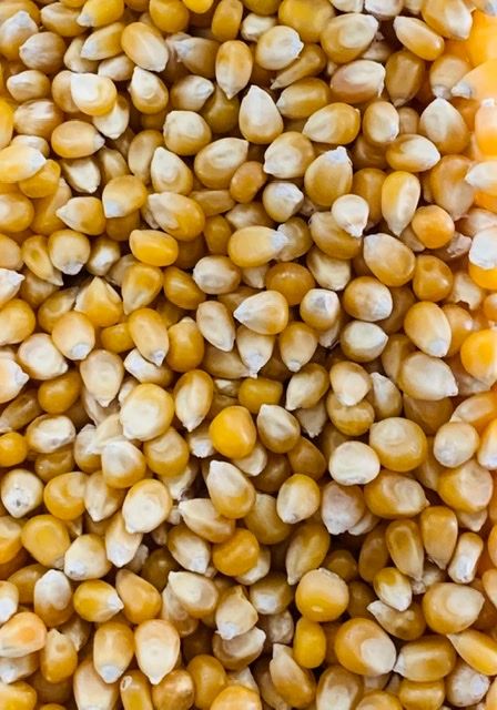 Popping Corn - 100g