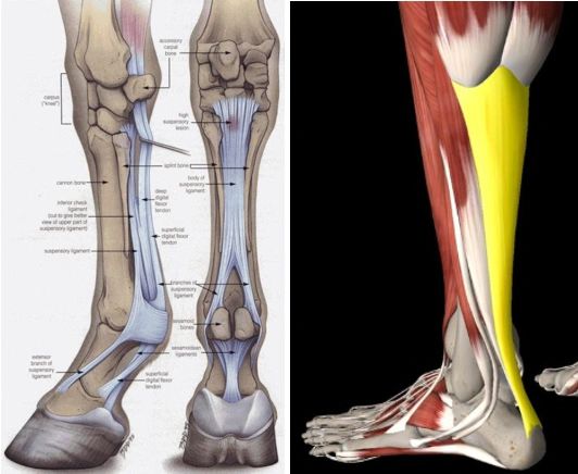 The regeneration of torn ligaments and tendons through infrared.
