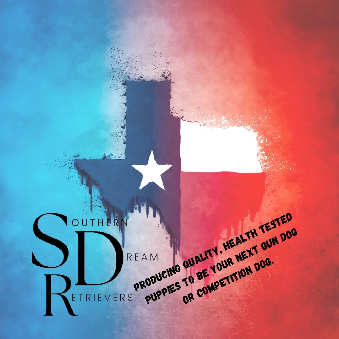 Southern Dream Retrievers