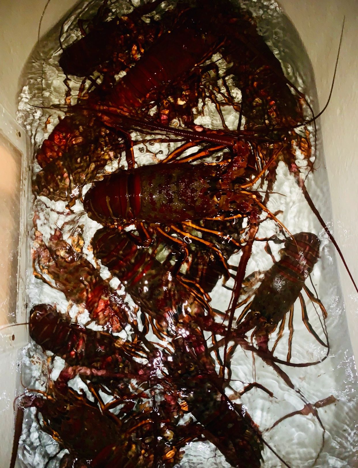 Local Lobster