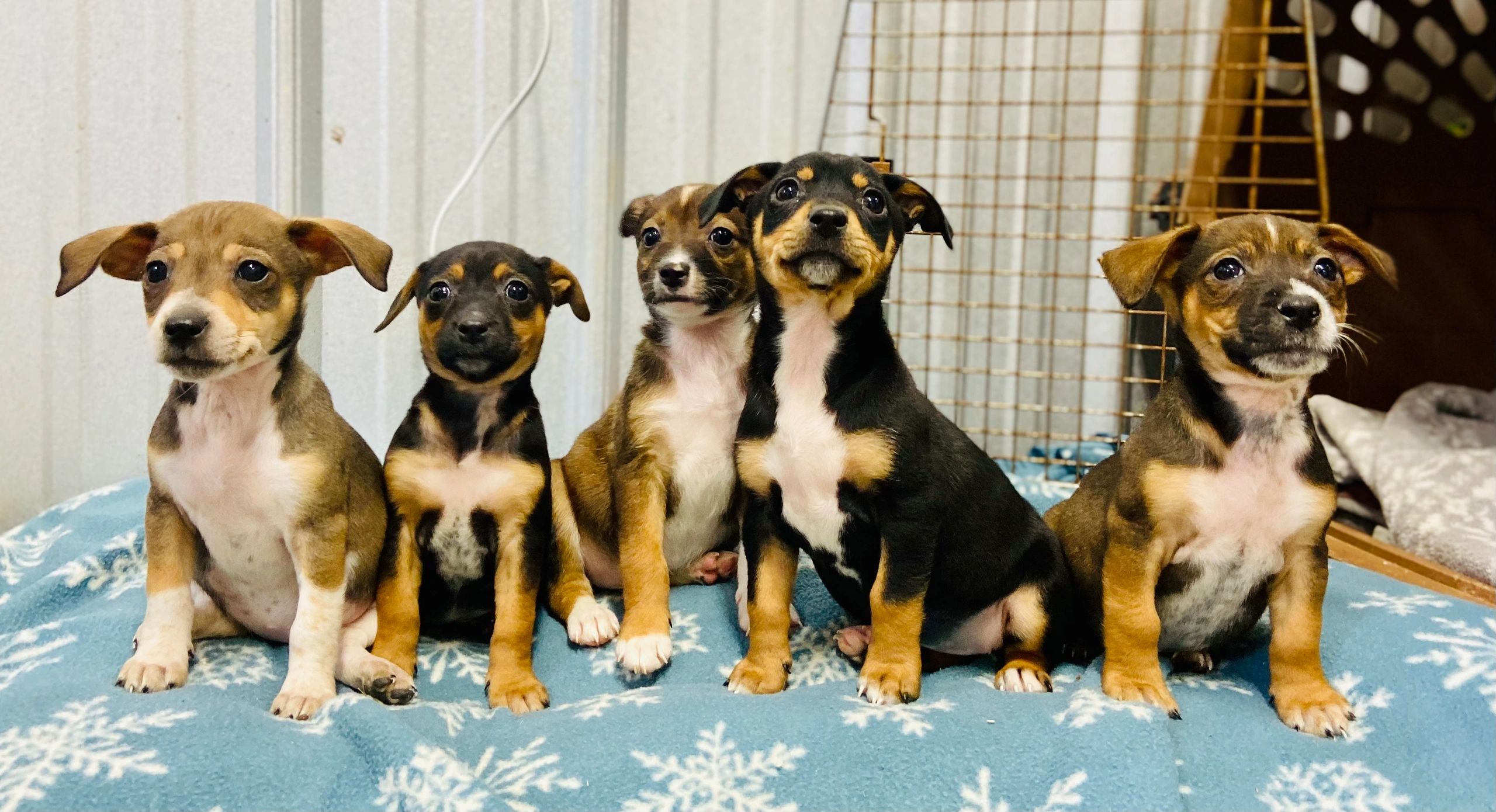 Funny Farm Rescue Ranch