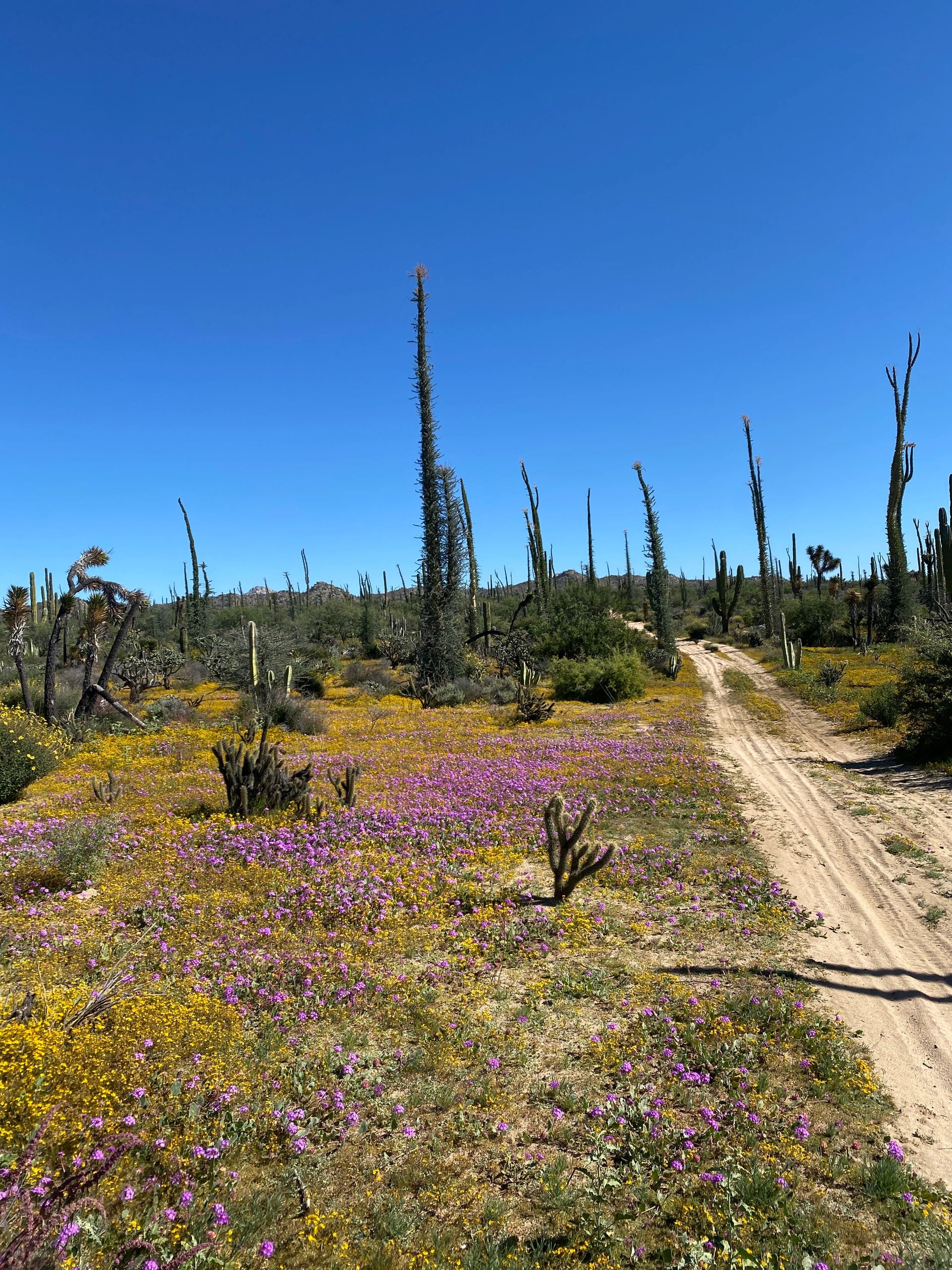 Henge Ventures - Baja Motorcycle Tour and Rides