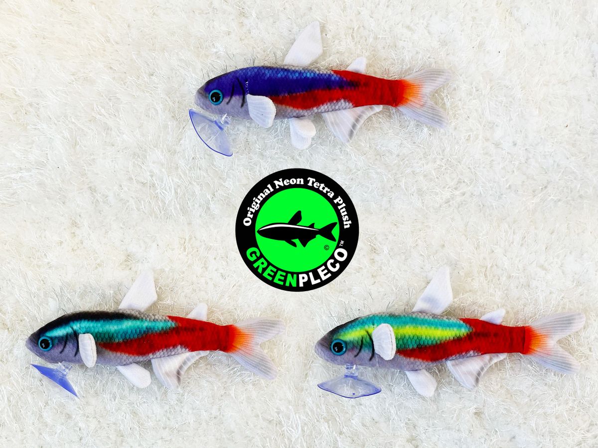 Neon Tetras & Cardinal Collection Set