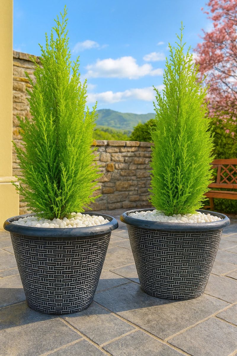 Symmetrical Pots With Goldcrests £12.50 Each 2 For £22