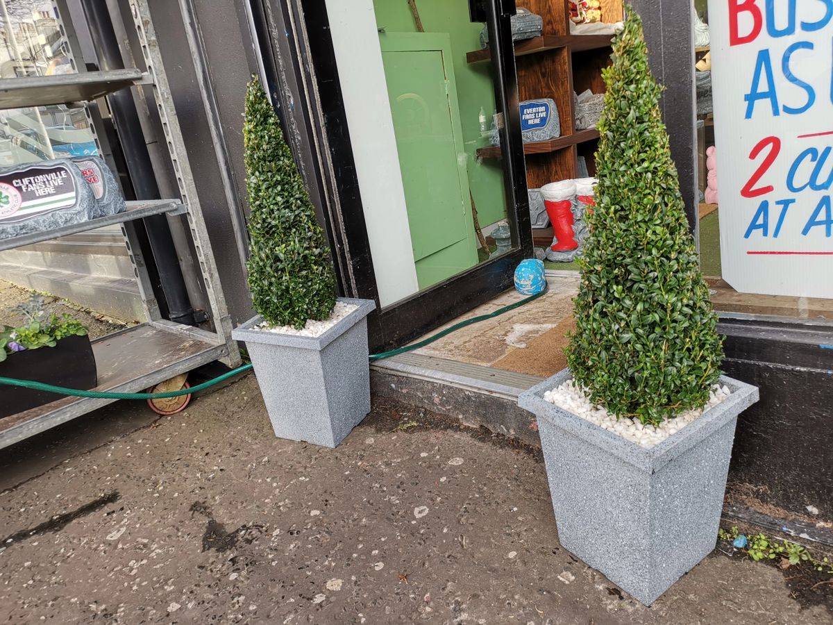 Grey Stone Effect Planters With Buxus Trees £35 Each 2 For £60