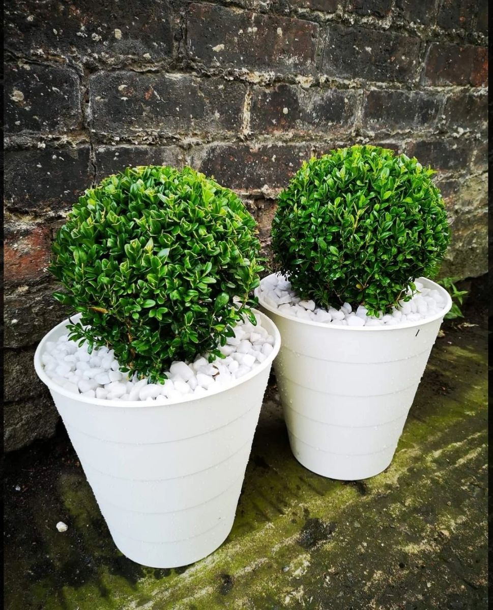 Real Buxus Balls In White Pot £15 Each 2 For £28