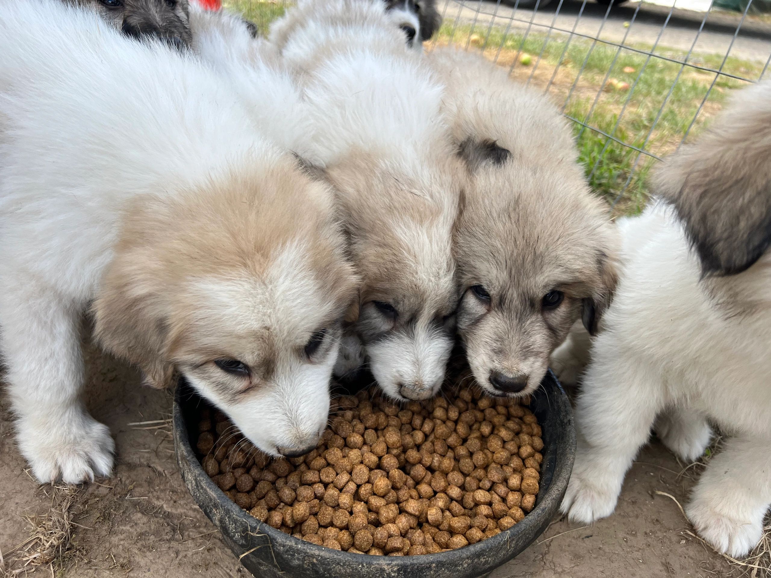 Adopt Great Pyrenees & Anatolian Mix Guardian Dogs