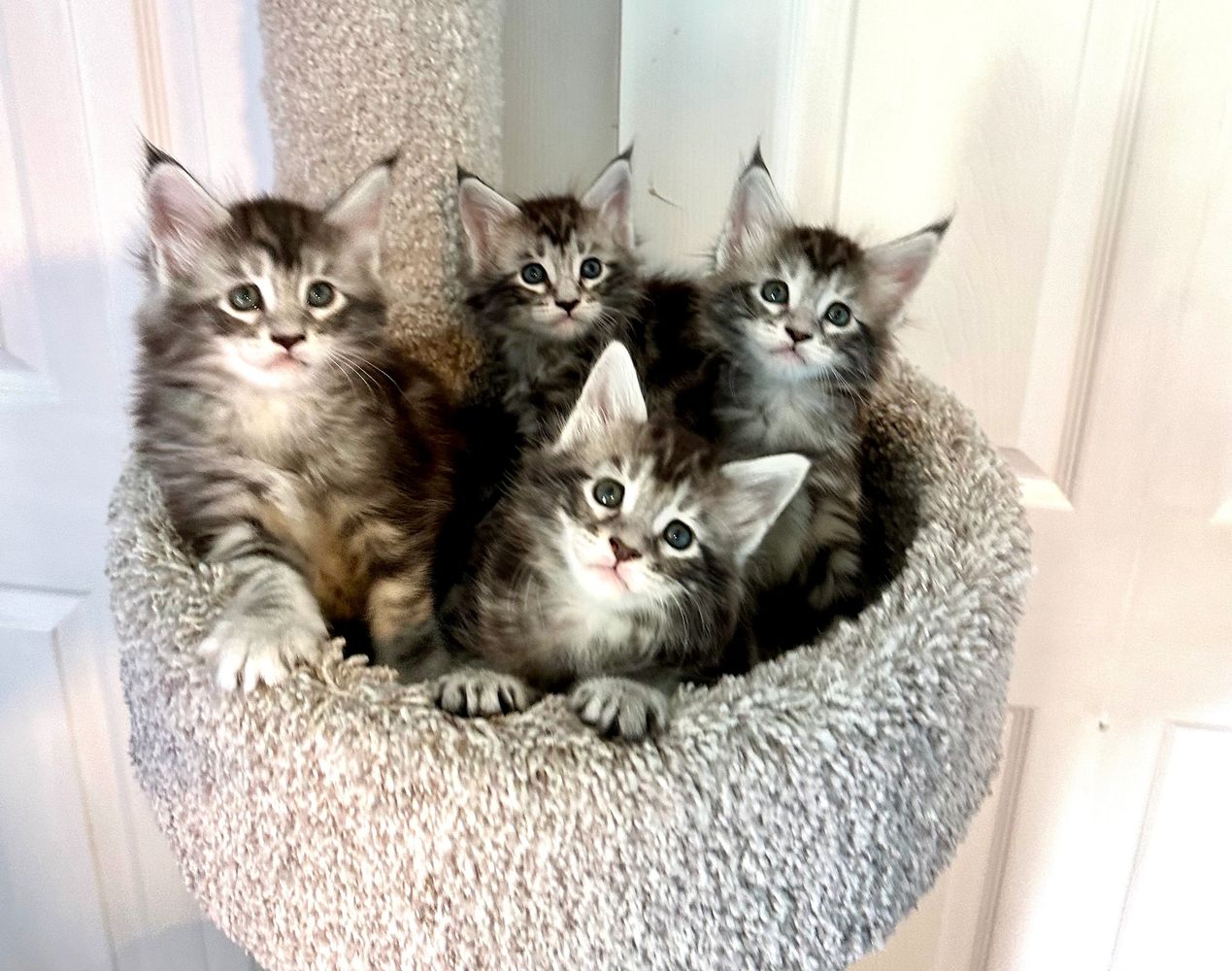 Coonville cattery - Maine Coon Kittens, Kittens for Sale Florida