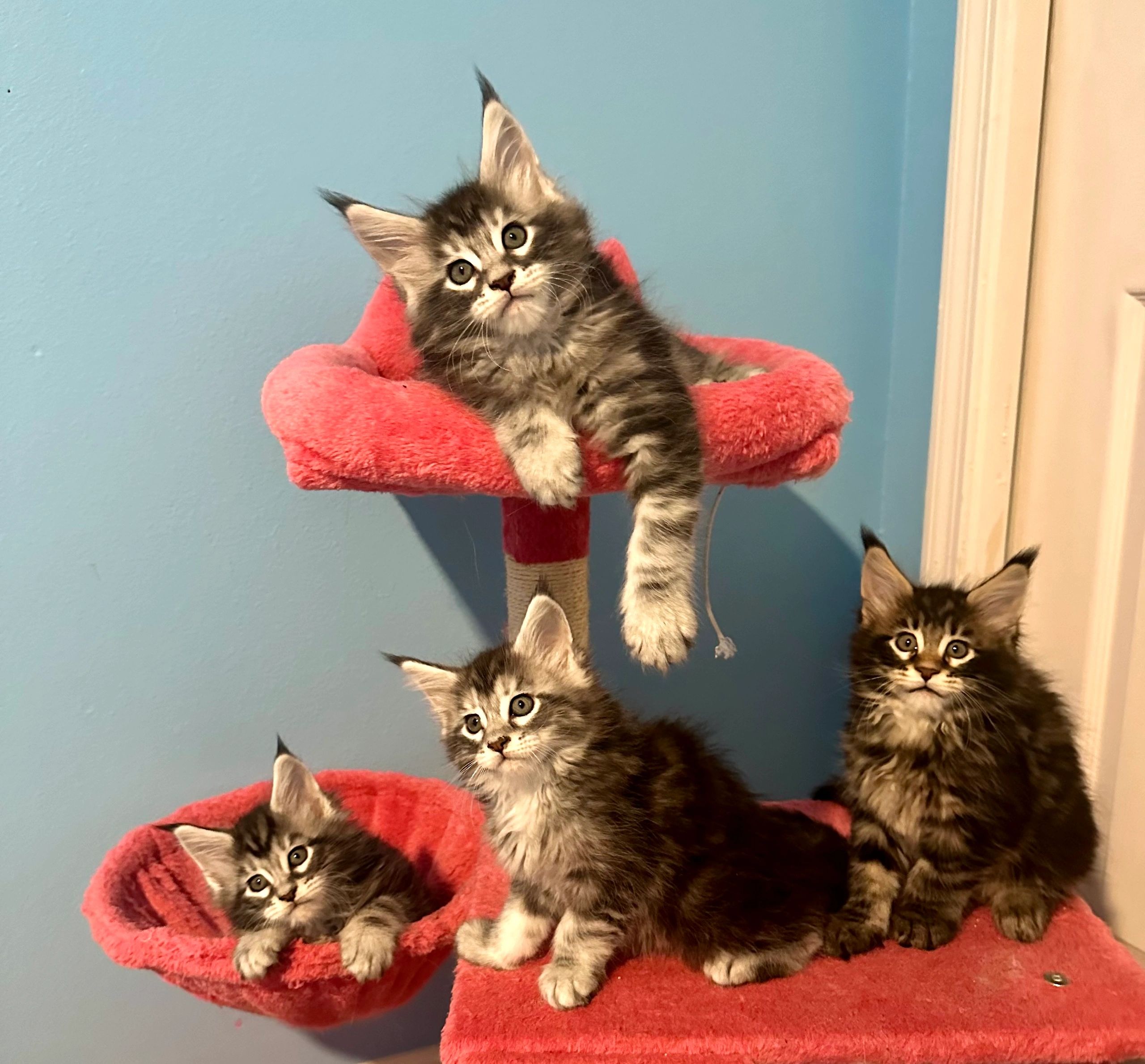 Coonville cattery - Maine Coon Kittens, Kittens for Sale Florida