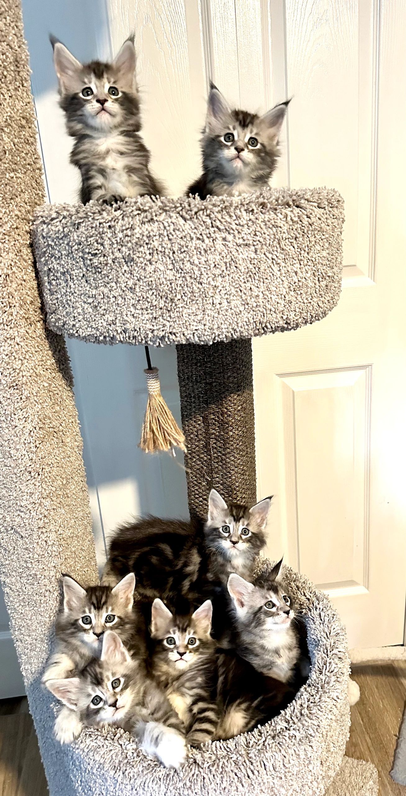 Coonville cattery - Maine Coon Kittens, Kittens for Sale Florida