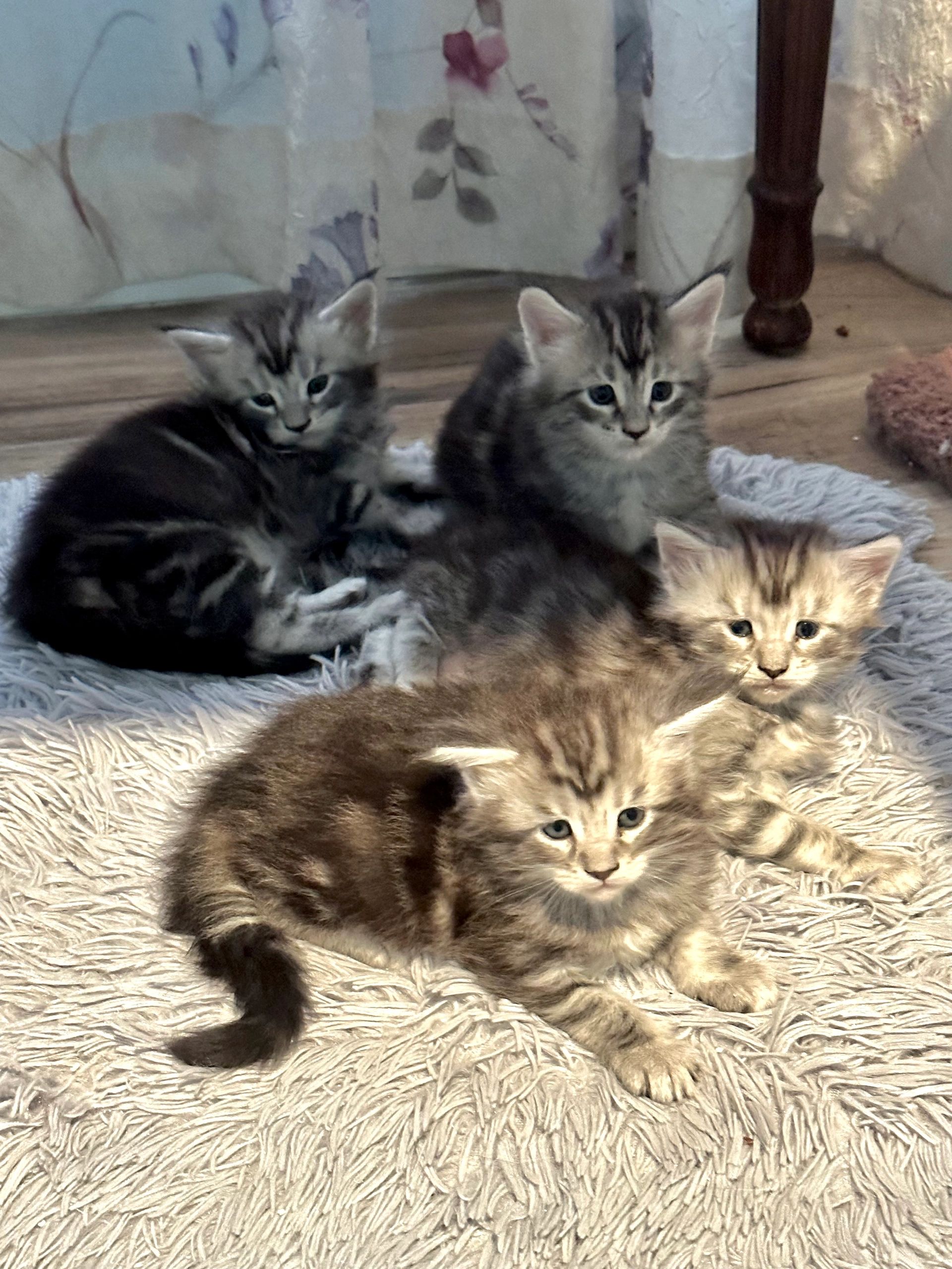 Coonville cattery - Maine Coon Kittens, Kittens for Sale Florida