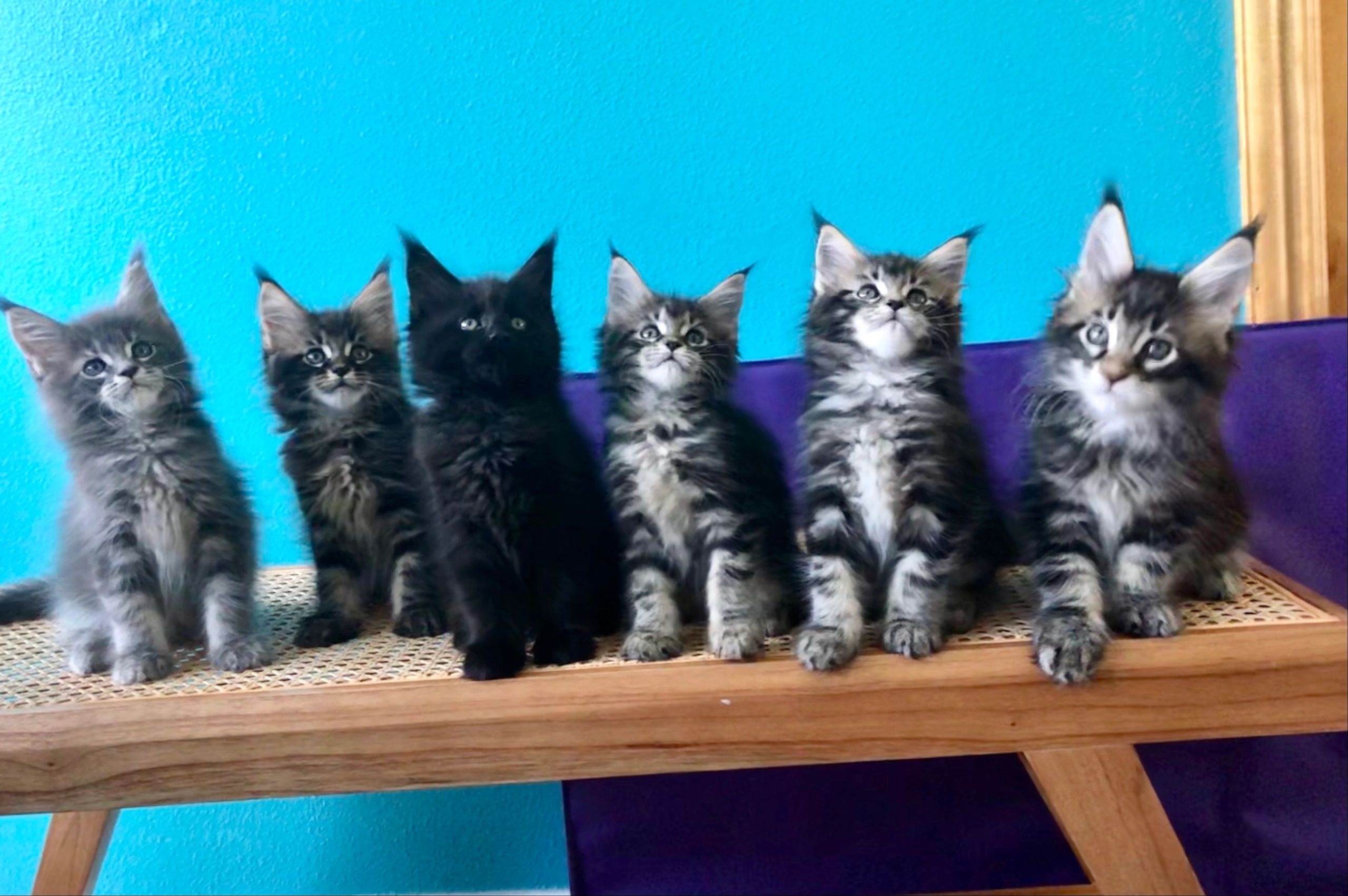 Coonville cattery - Maine Coon Kittens, Kittens for Sale Florida