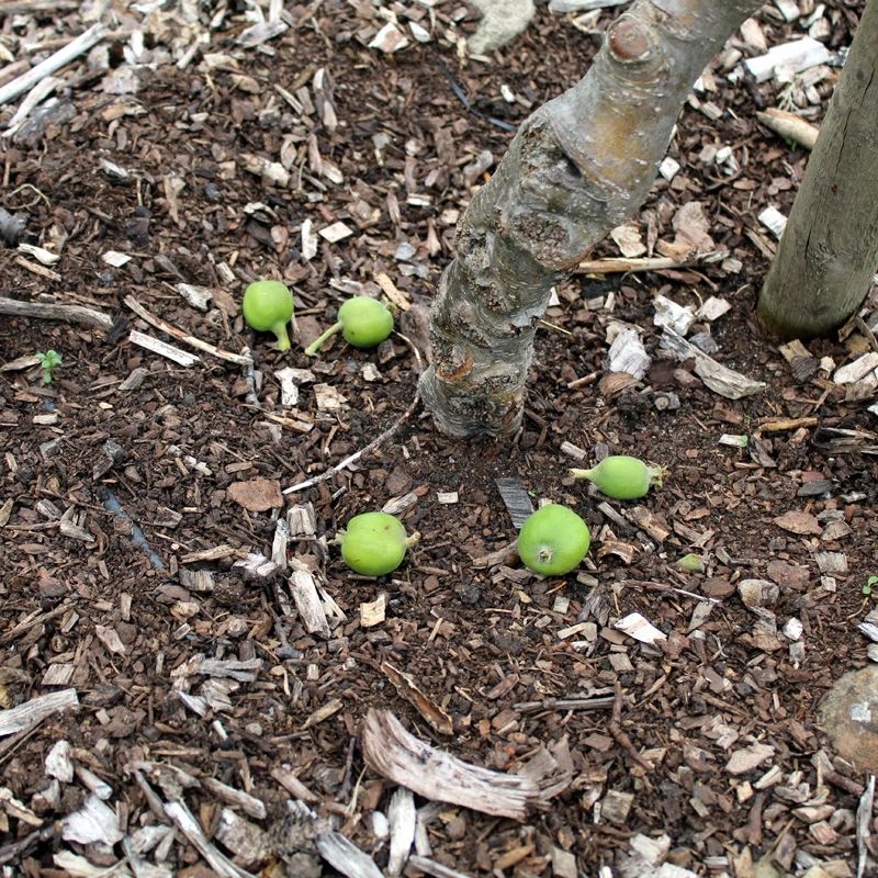 JUNE FRUIT DROP EXPLAINED: Why Your Fruit Trees Are Letting Go