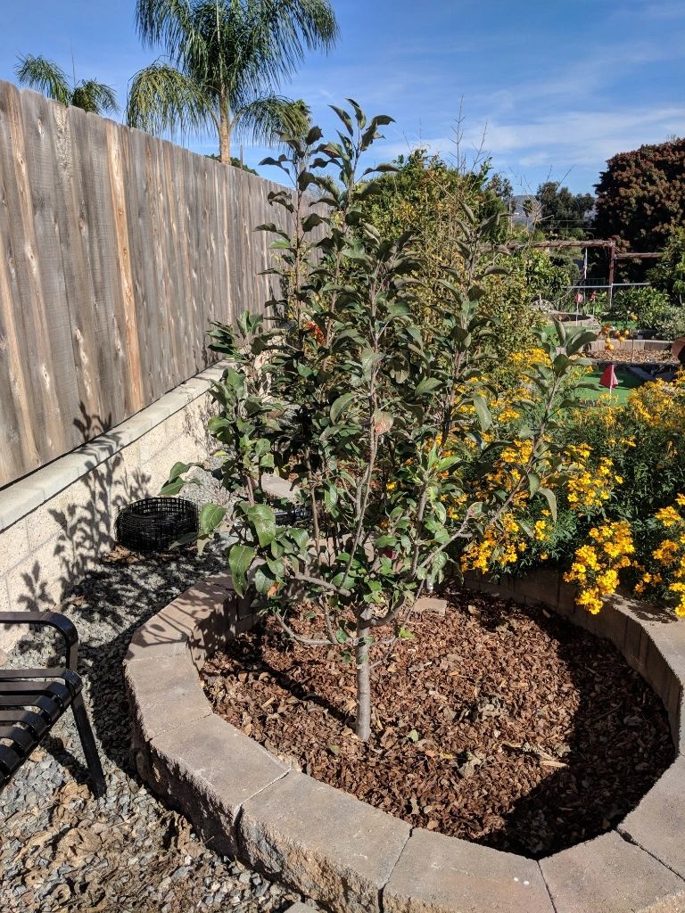 Gordon Apple Glory in Rancho San Diego: Hero Rules the Orchard