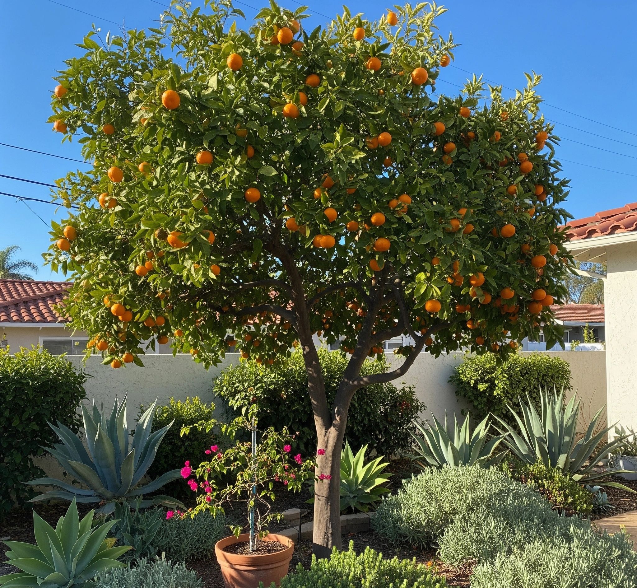 Murcott Mandarin Tree: San Diego’s Sweet & Juicy Superstar
