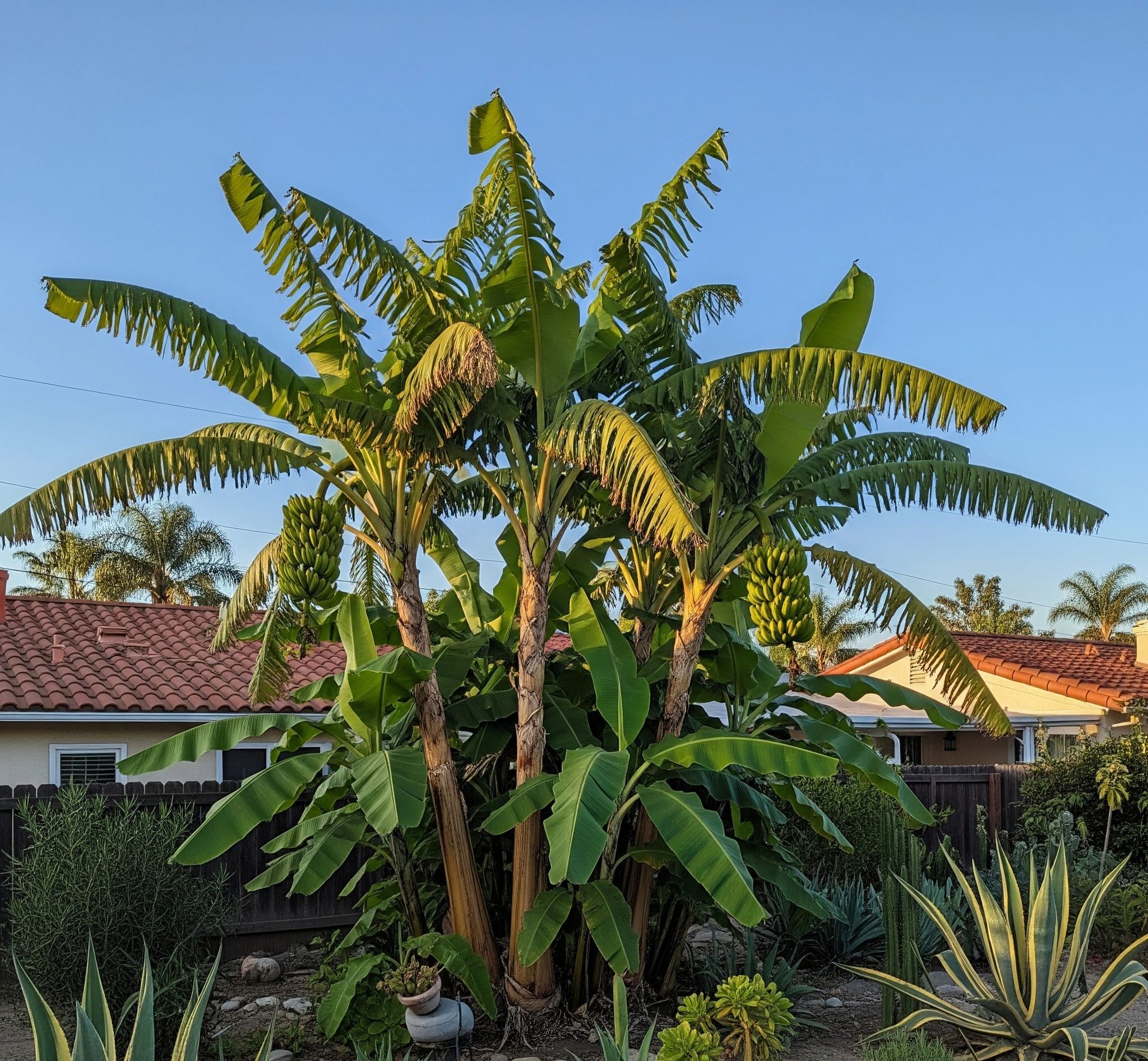 Banana Show in the Garden: Do Banana Trees Really Only Fruit Once