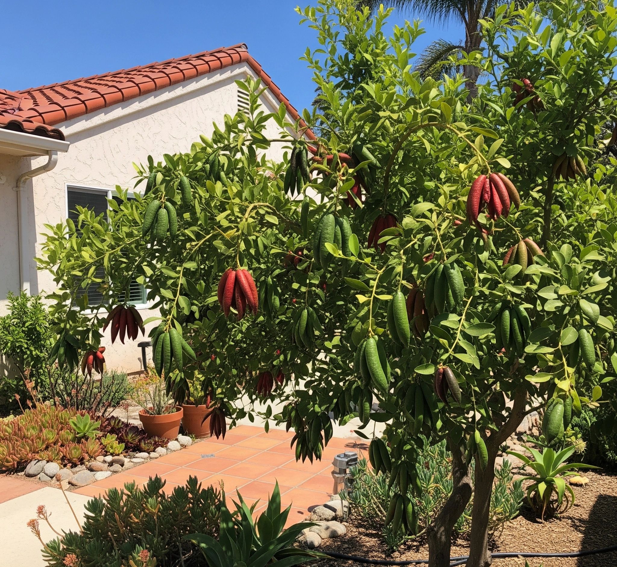 Rarest of the Rare: 8 Indoor Fruit Trees That Will Blow Your Mind