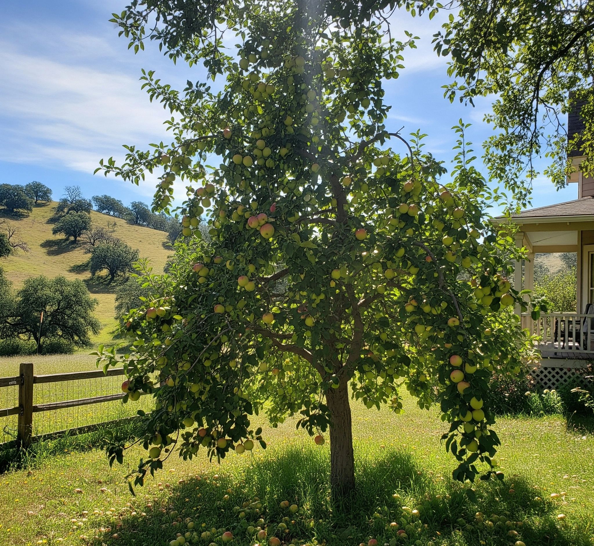 Julian’s Anna Apple Obsession: Crisp Magic in the Mountain Air