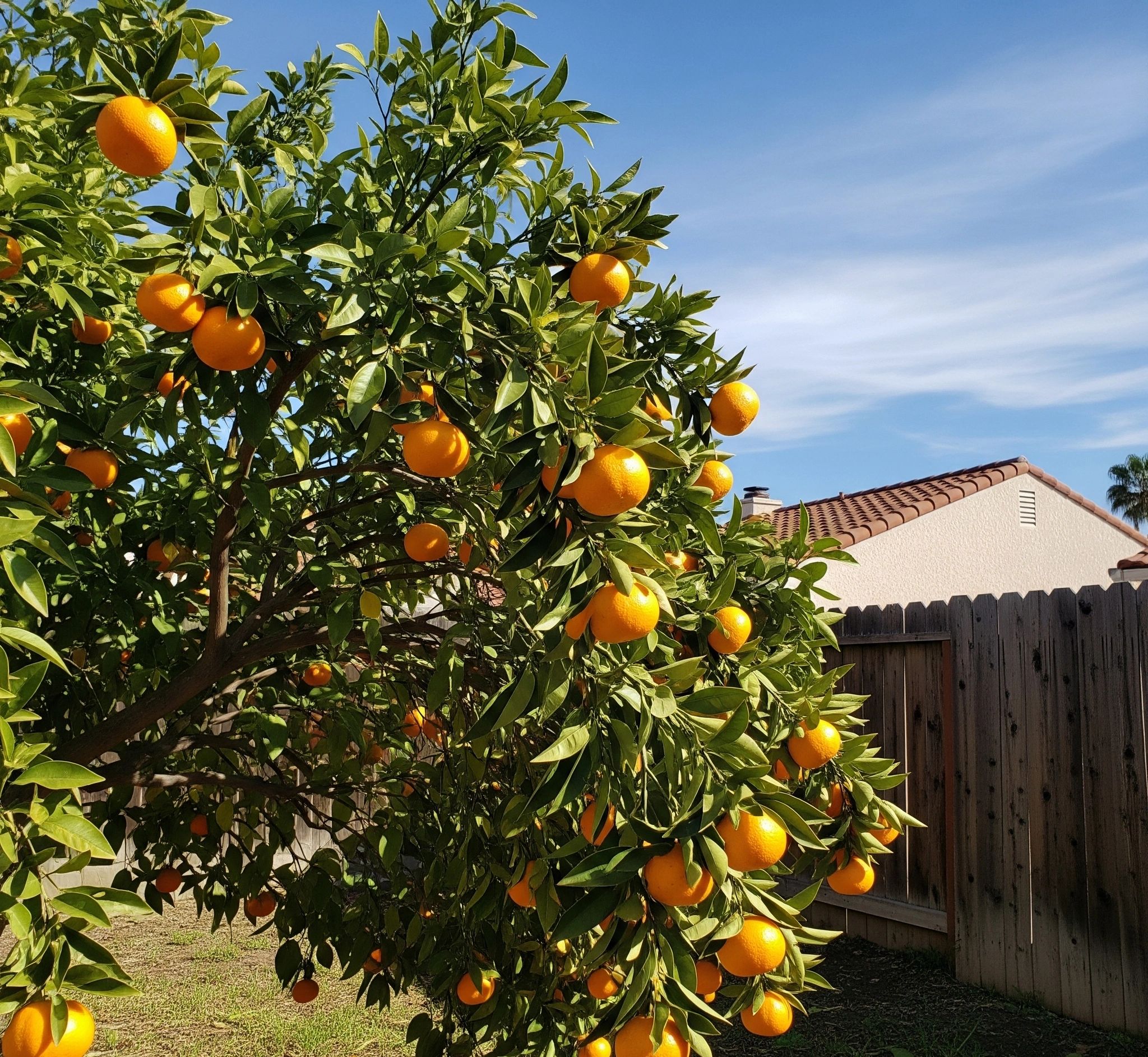 Owari Satsuma Mandarin Trees Are a Sweet Success in Chula Vista