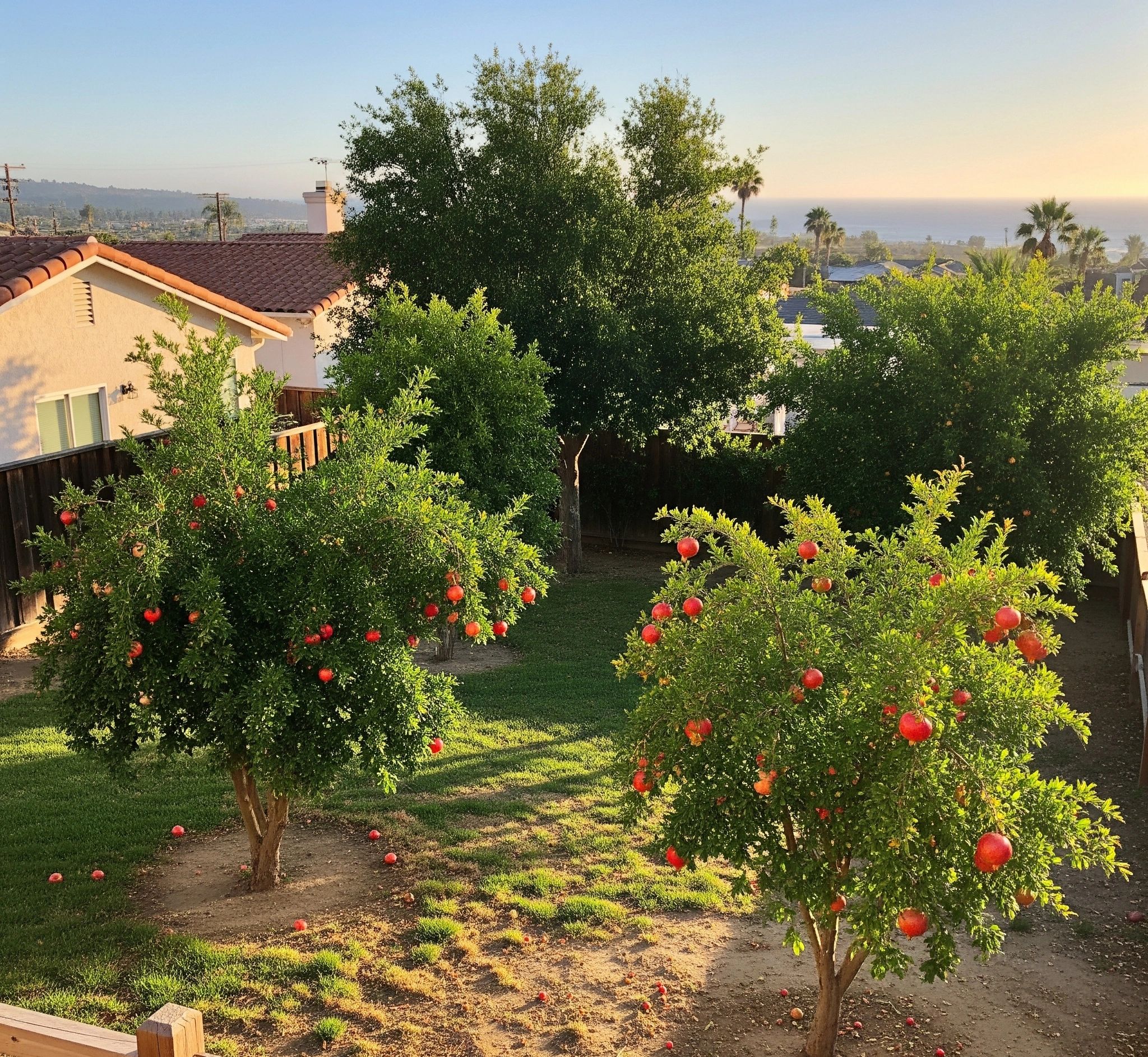 Kashmir Pomegranate Tree: Oceanside, CA’s Vibrant, Juicy Gem!