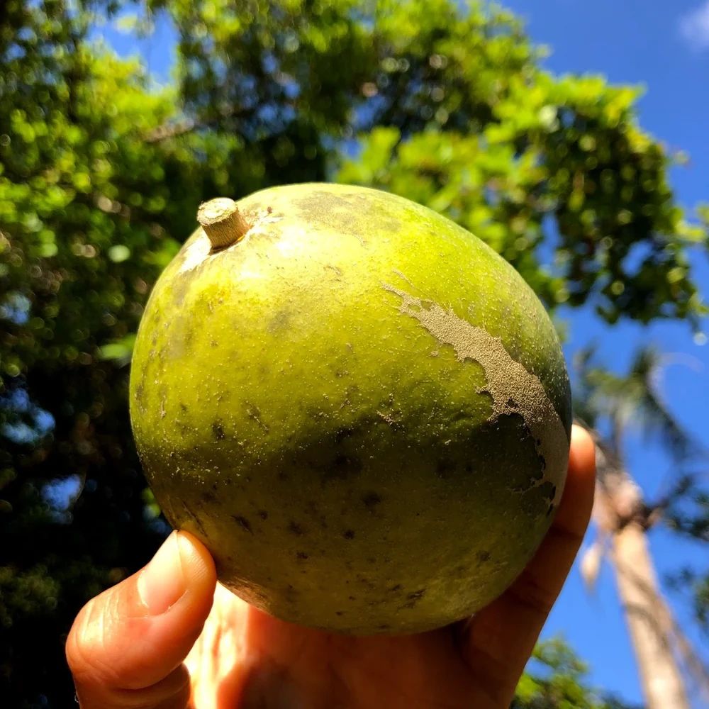 White Sapote: Clairemont’s Creamy Secret to Subtropical Bliss