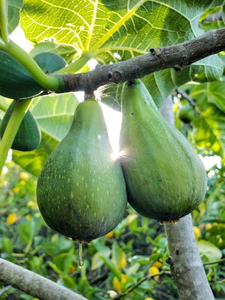 Evergreen Fruit Trees: Year-Round Green, Year-Round Greatness