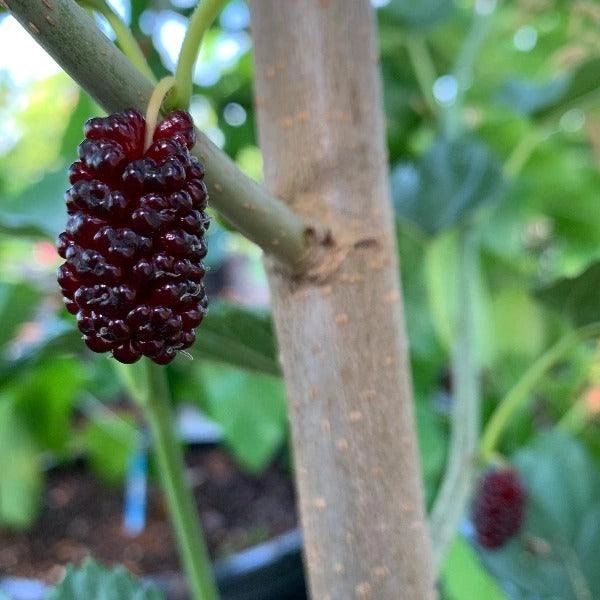 Mission Valley’s Hidden Gem: Oscar Mulberry Tree’s Sweet Harvest