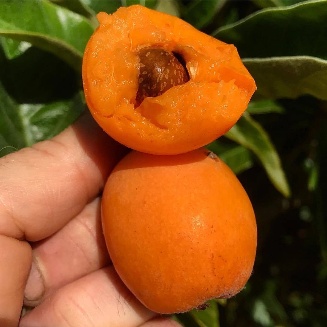 MACBETH LOQUAT IN OTAY MESA: THE FRUIT TREE FIT FOR A KINGDOM