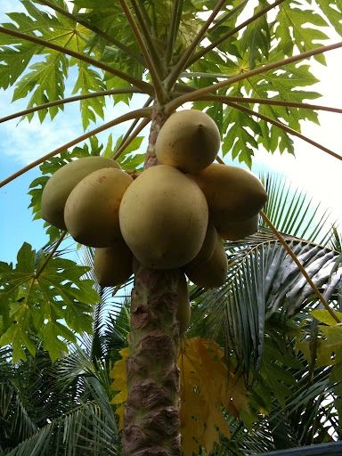 Excalibur Plum in Imperial Beach: Coastal Orchard Royalty! ⚔️