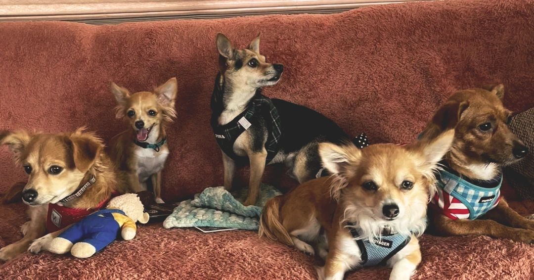 PatLinPuppyPalace llc.