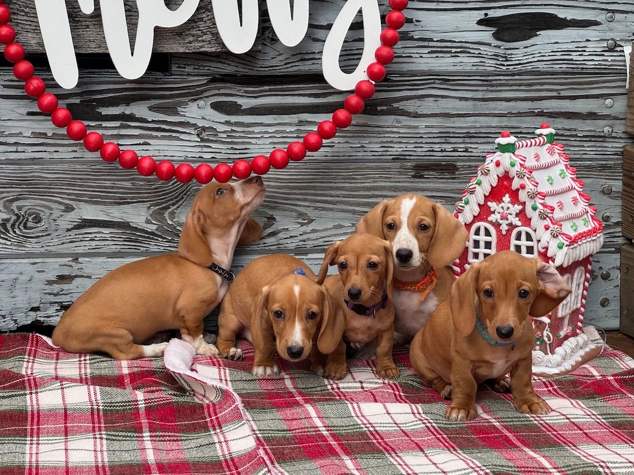 Tons of new puppy pics! Pick your puppy today!