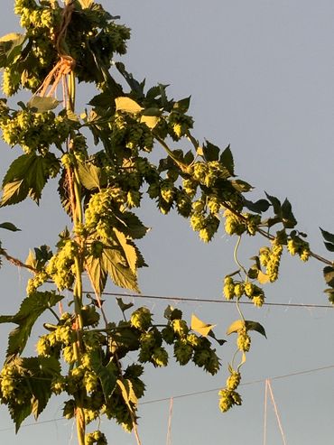 COPPER HOP RANCH FARM & MICROBREWERY