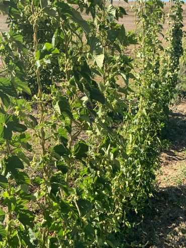 COPPER HOP RANCH FARM & MICROBREWERY