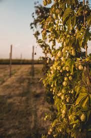 COPPER HOP RANCH FARM & MICROBREWERY