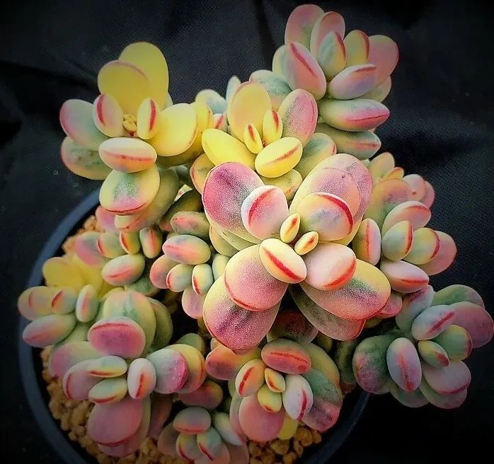 That Succs LTD - Aeoniums, We Offer the the Biggest Selection of ...