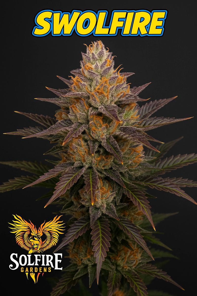 Swolfire – Solfire Gardens Feminized Seeds 6 pack